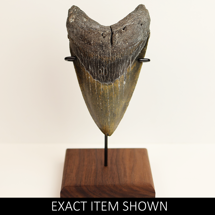 Large Megalodon Tooth - 5 in / 12.7 cm – Ancient Artifacts Shop