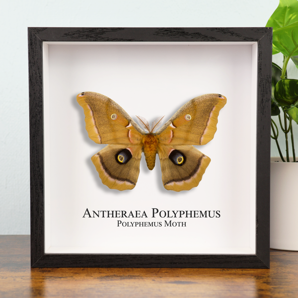 Polyphemus Moth in Shadowbox Frame – Ancient Artifacts Shop